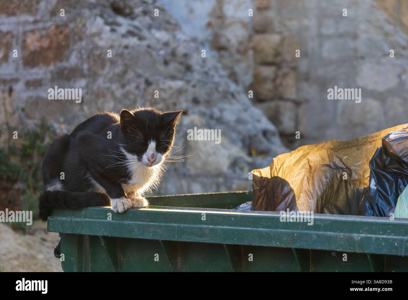 Wild street tabby cat. Cat in the streets Stock Photo - Alamy