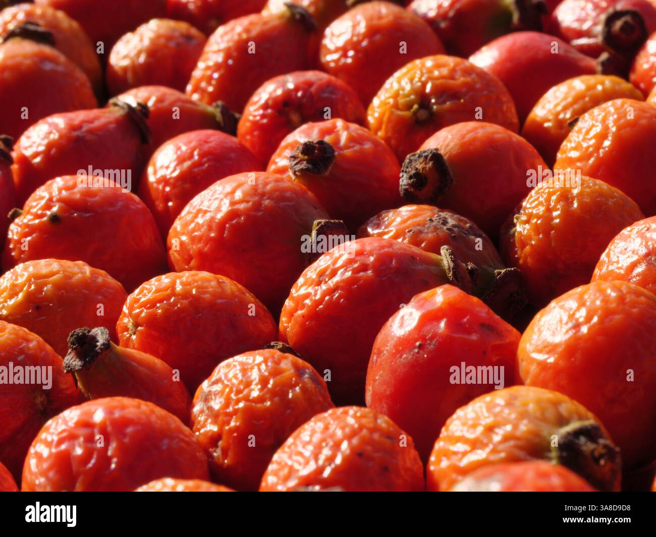 Bright red rosehips fill the frame, showcasing their rich color and ...