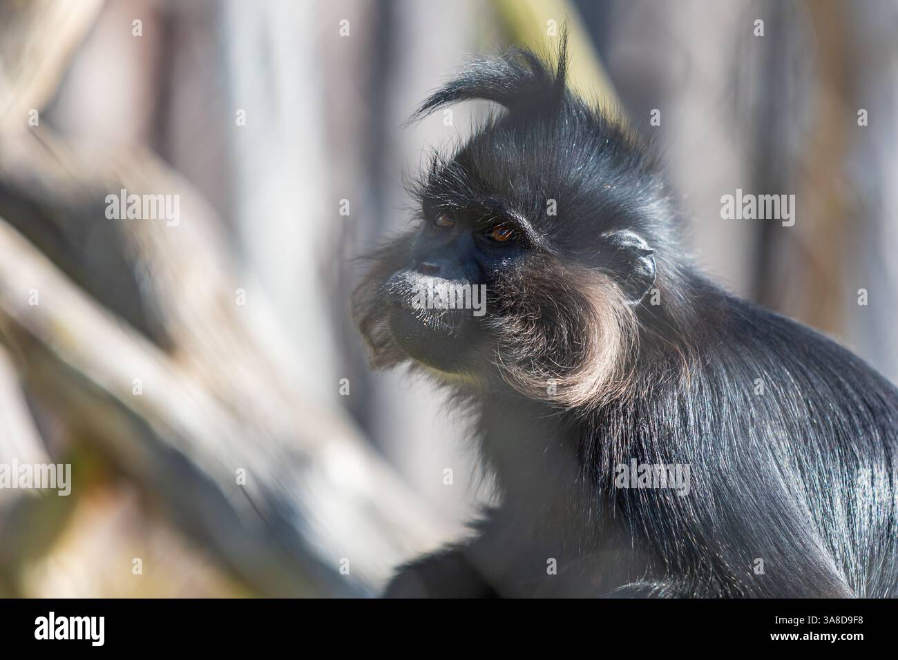 Black mangabey - Cercopithecidae sitting on a branch. Little black ...