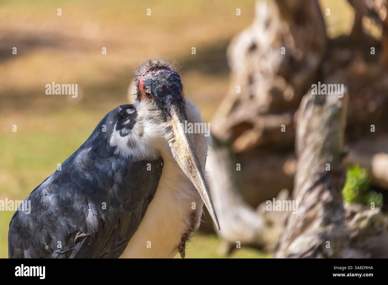 African marabou - African woodpecker - a large gray-white bird hunting ...
