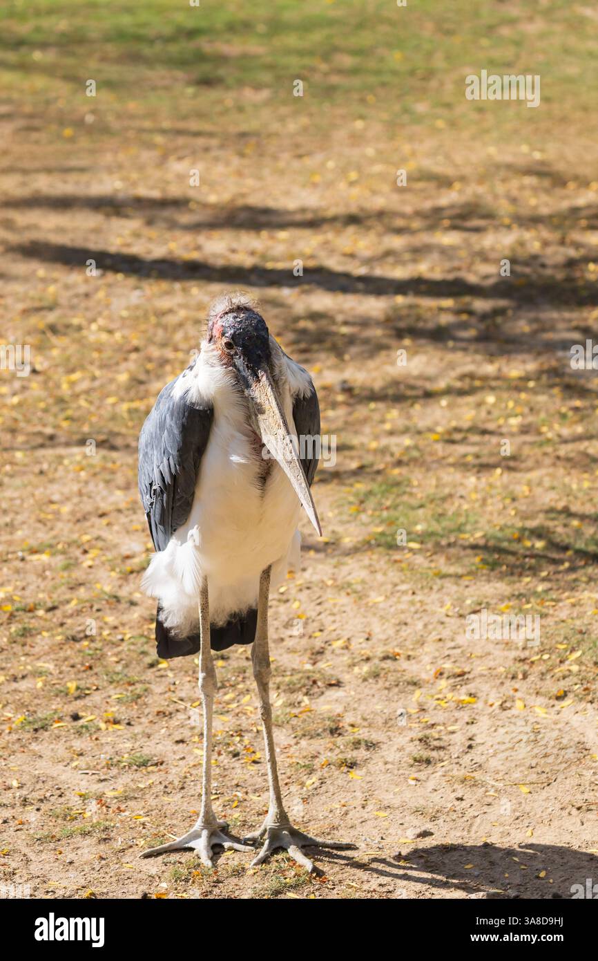 African marabou - African woodpecker - a large gray-white bird hunting ...