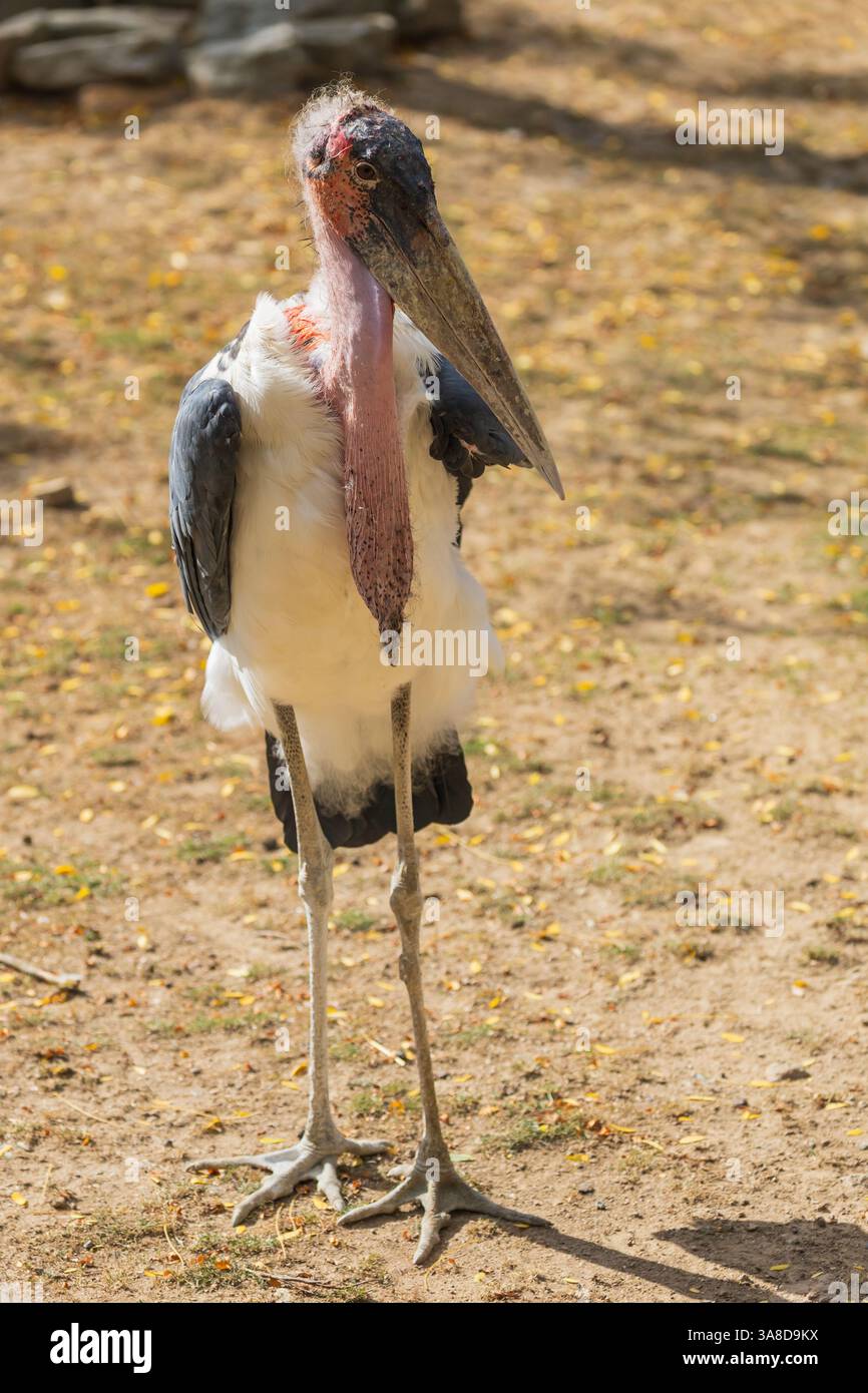African marabou - African woodpecker - a large gray-white bird hunting ...