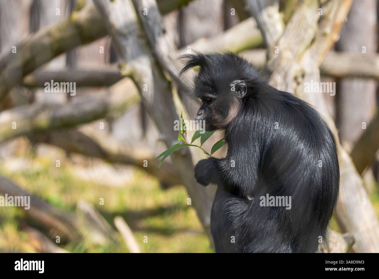 Black mangabey - Cercopithecidae sitting on a branch. Little black ...