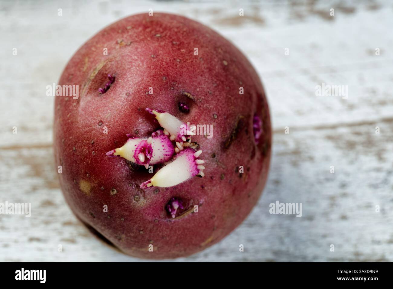 Single potato with sprouts ready to be planted in garden Stock Photo ...