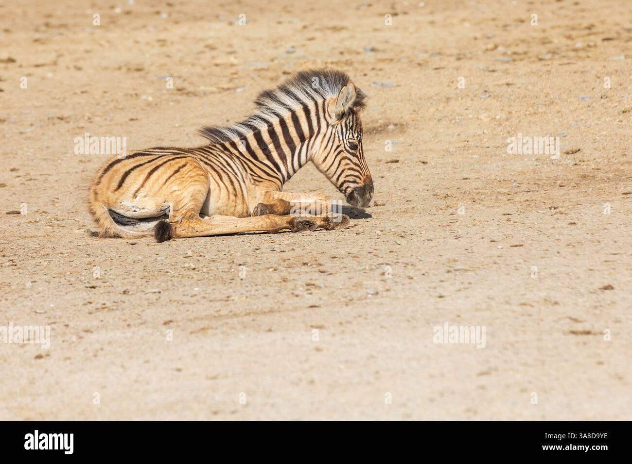 A small baby Zebra - Hippotigris lies on the ground Stock Photo - Alamy