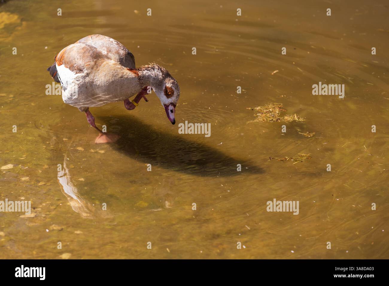 A brightly colored large bird Nile Goose - Alopochen aegyptiaca Stock ...