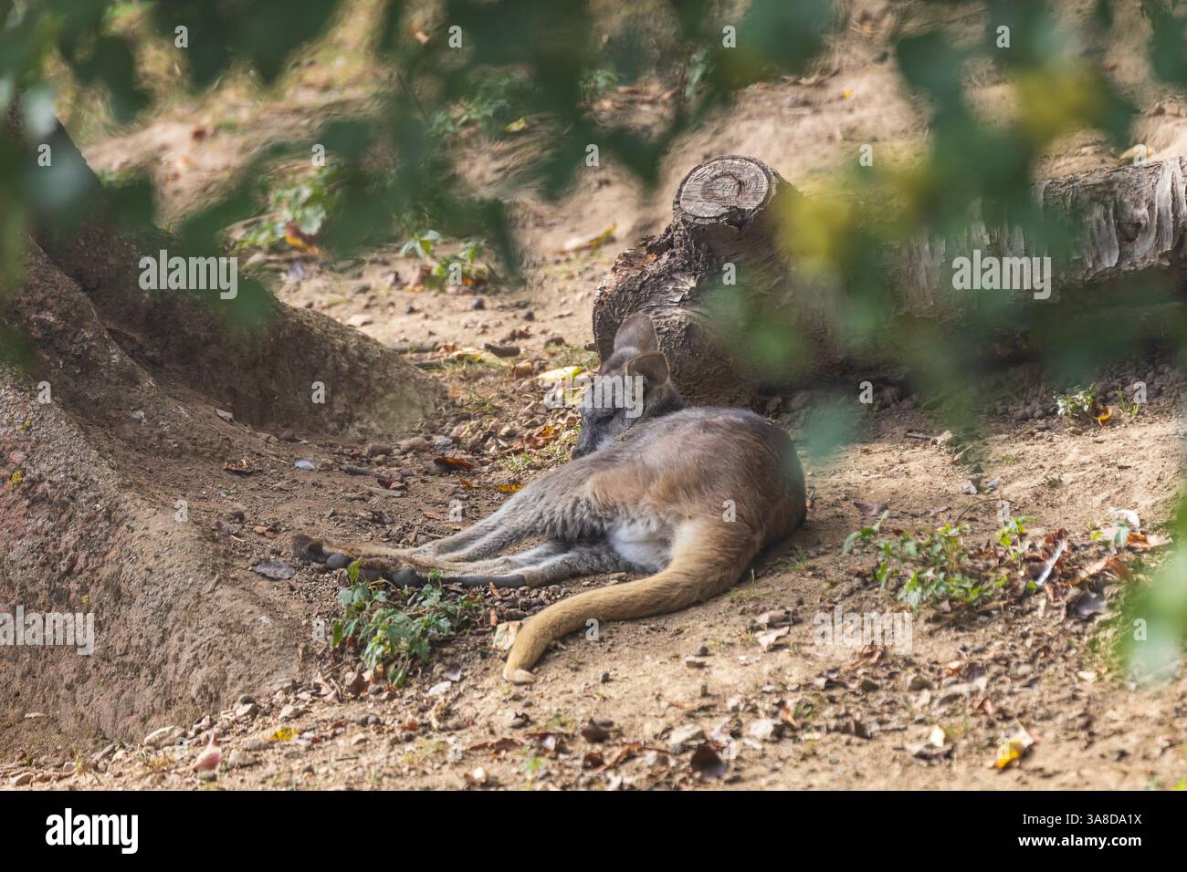 A small kangaroo lies in the shade under a tree Stock Photo - Alamy