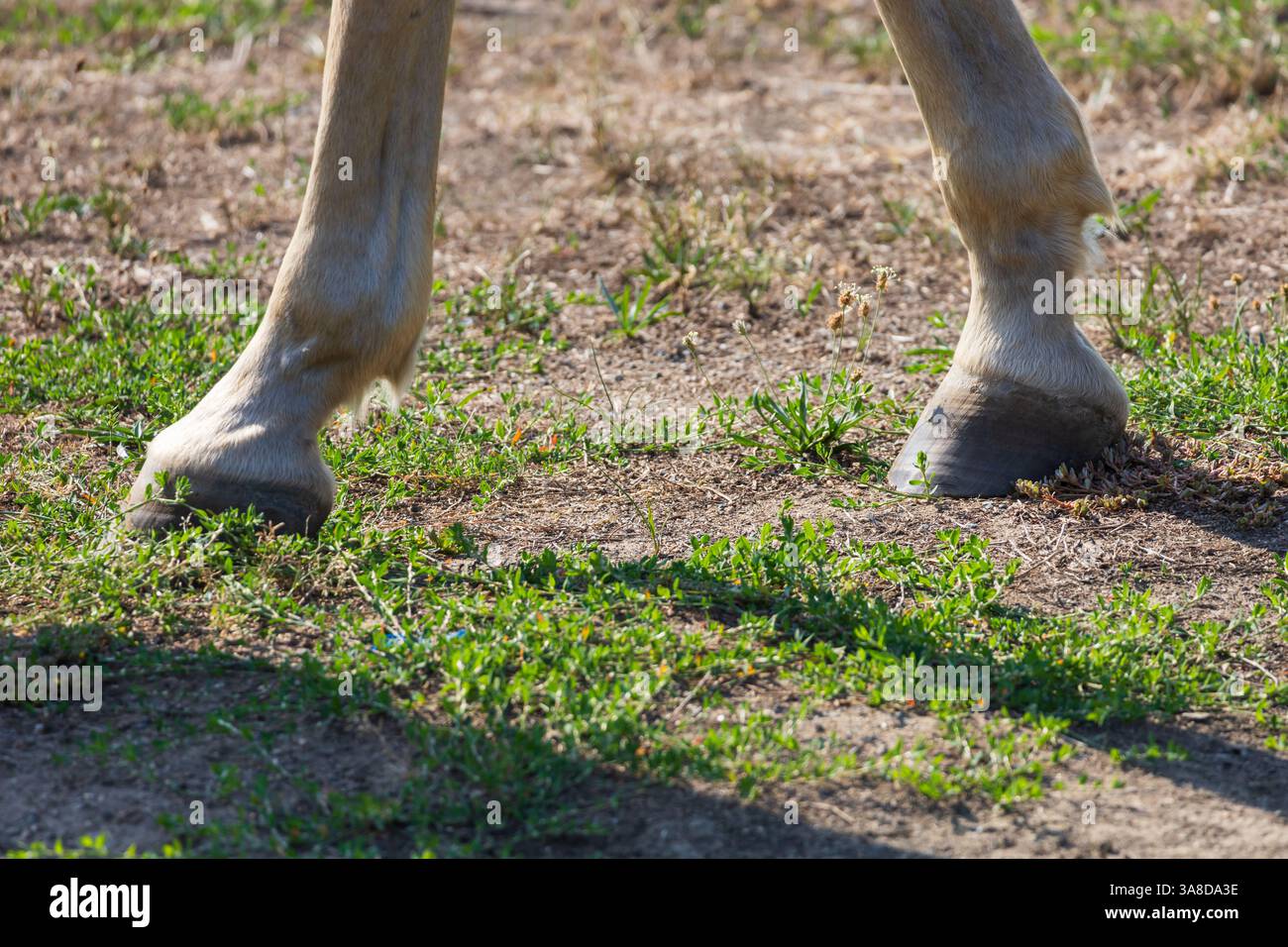 Two legs of a white horse. Hooves stand on the meadow Stock Photo - Alamy