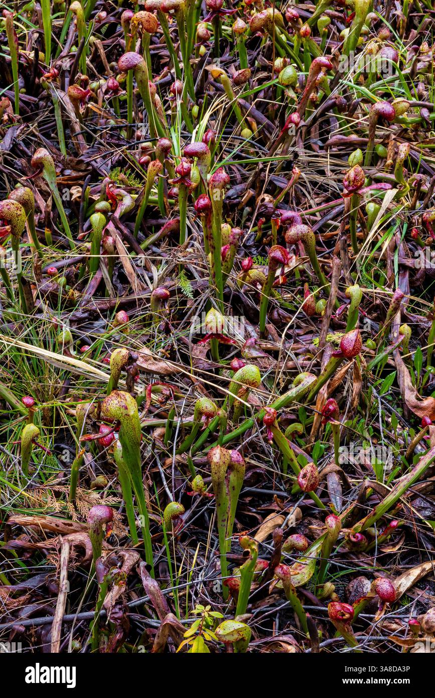 Cobra Lily, Darlingtonia californica, along Darlingtonia Trail in Smith ...