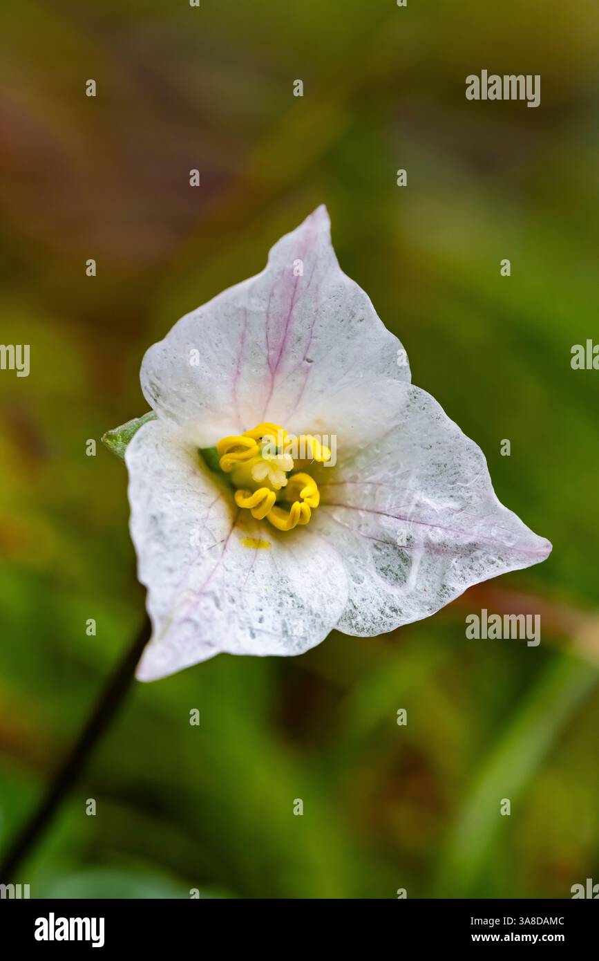 Brook Trillium, Pseudotrillium rivale, along Darlingtonia Trail in ...