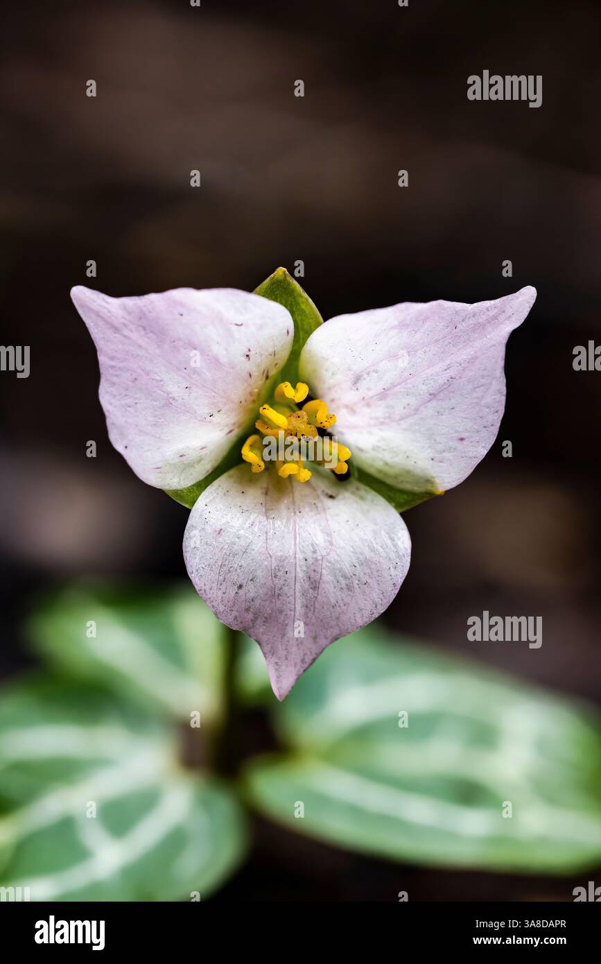 Brook Trillium, Pseudotrillium rivale, along Darlingtonia Trail in ...