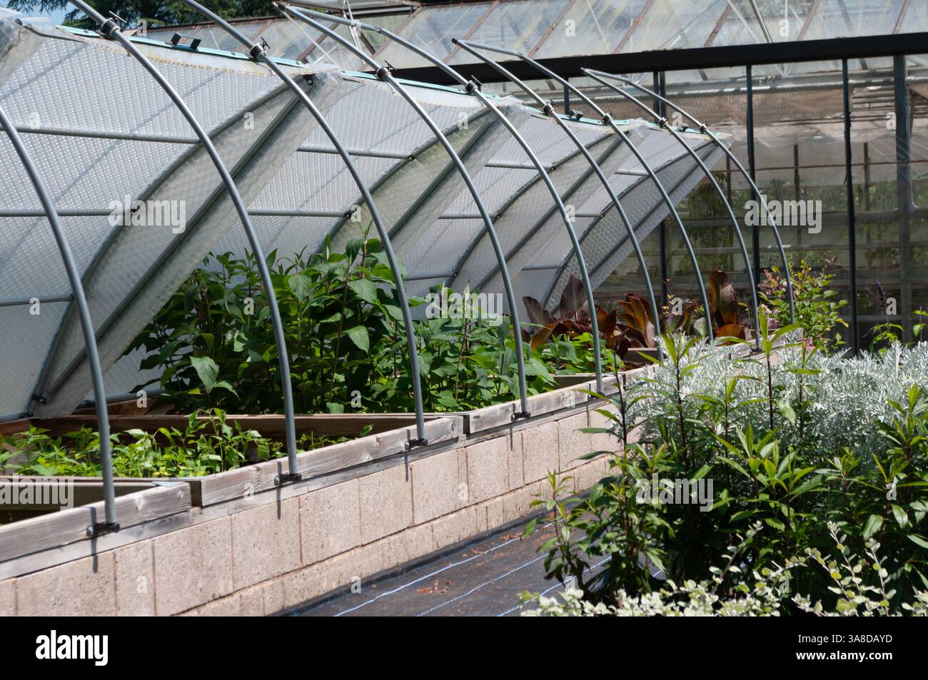 Cold frames fully open with healthy plants inside Stock Photo - Alamy