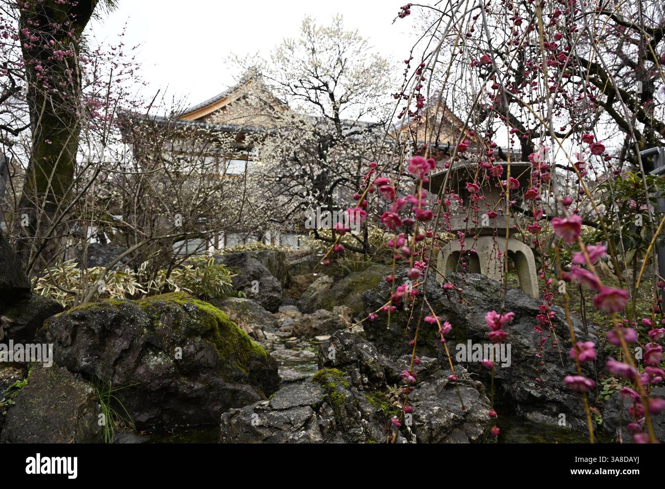 Plum blossom garden at Kitano Tenmangu Shrine in Kyoto, Japan ...