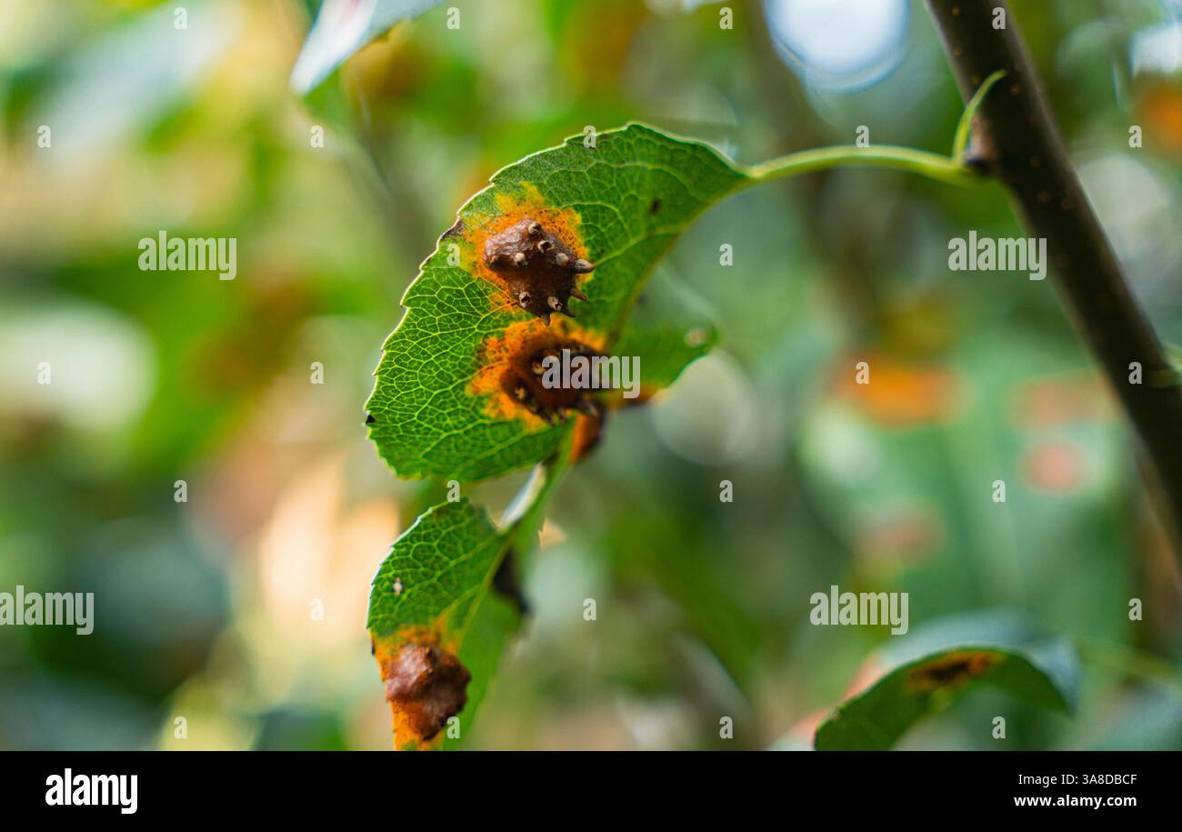detail of rust of juniper also known as trellis rust of pear Stock ...