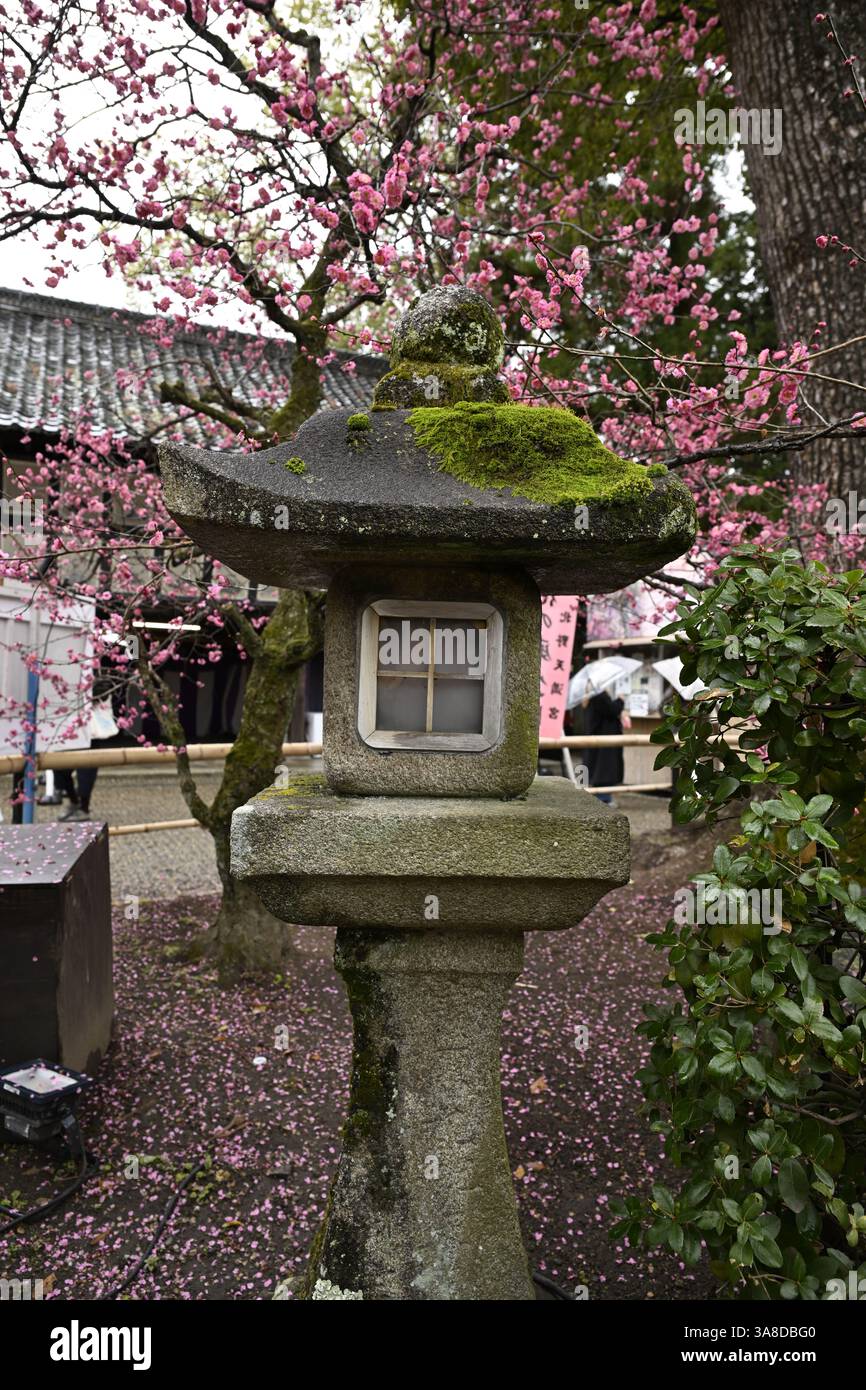 Kitano Tenmangu Shrine in Kyoto, Japan – plum blossoms, lanterns, and ...