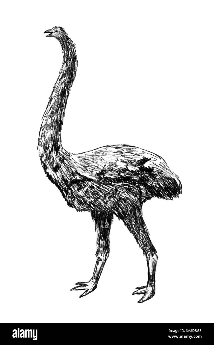 A black no white line art textured illustration of an extinct bird ...