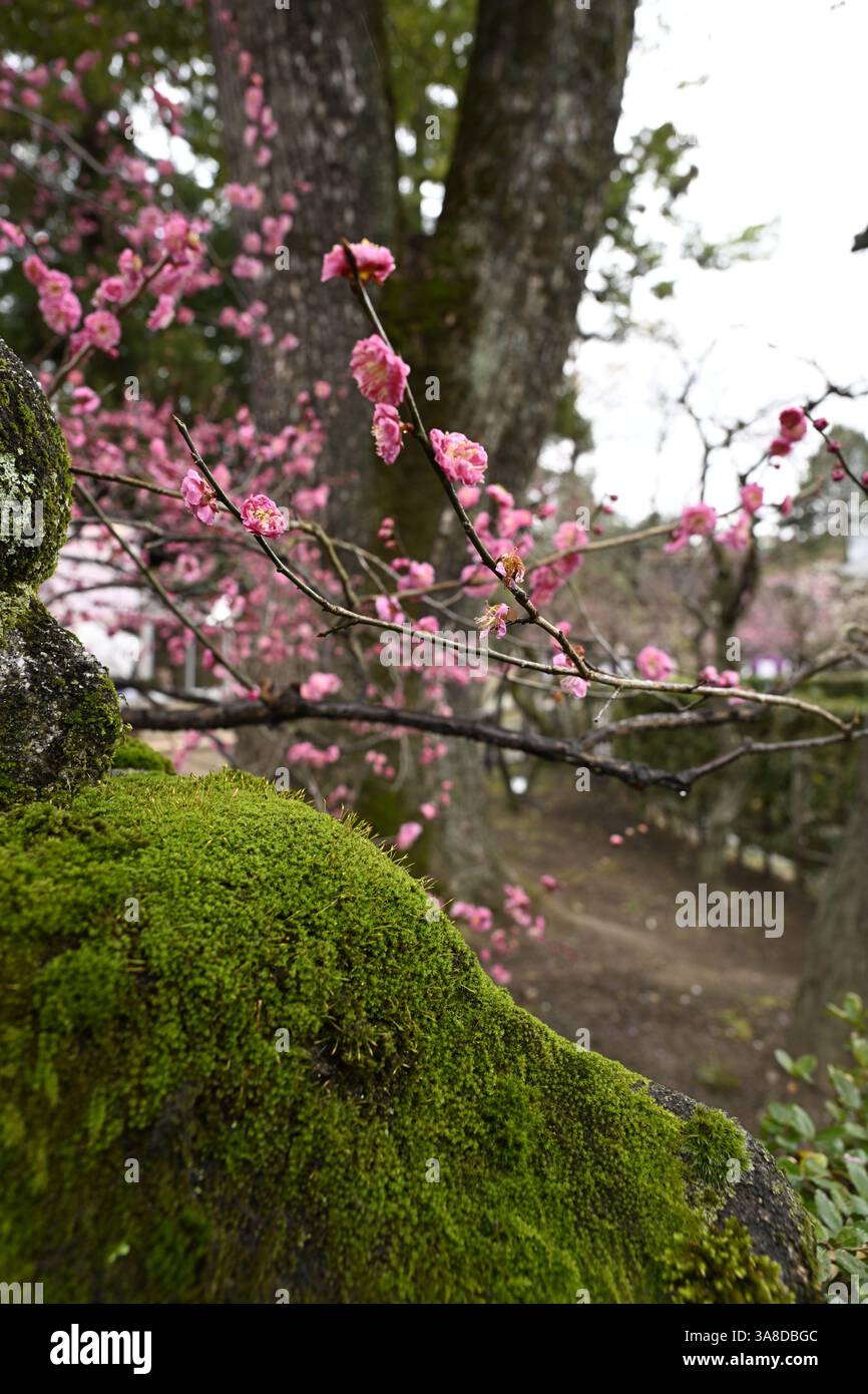 Kitano Tenmangu Shrine in Kyoto, Japan – plum blossoms, lanterns, and ...