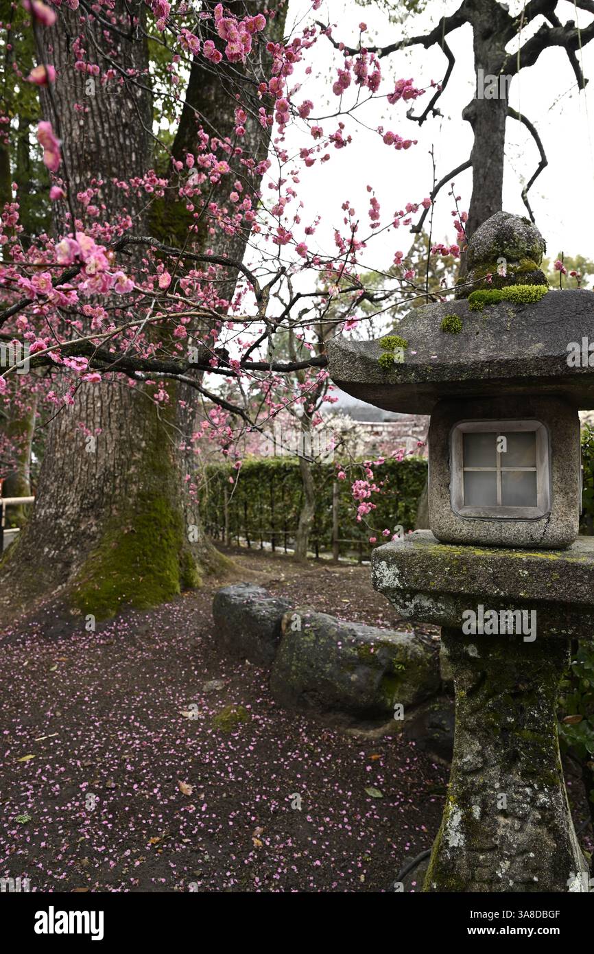 Kitano Tenmangu Shrine in Kyoto, Japan – plum blossoms, lanterns, and ...