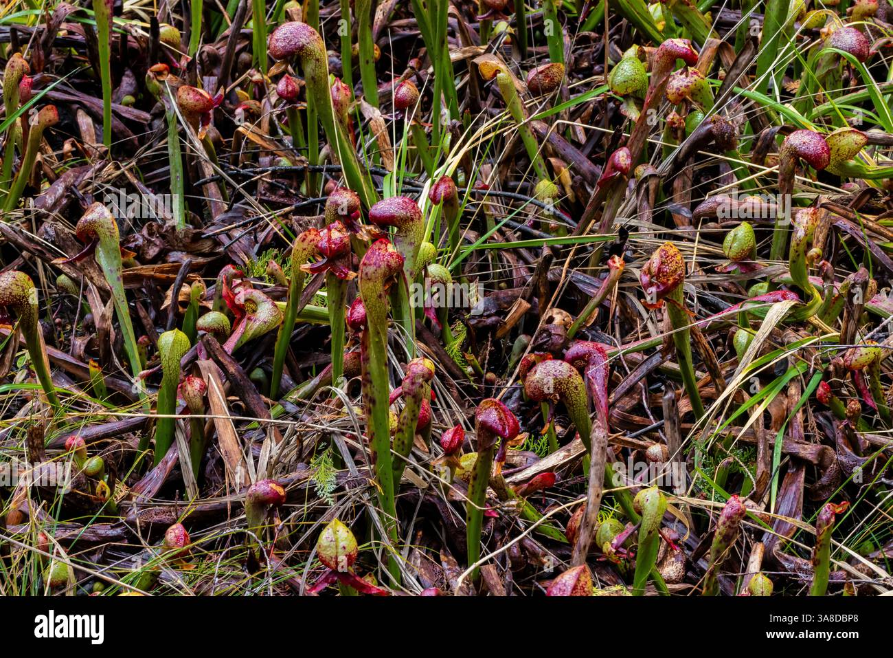 Cobra Lily, Darlingtonia californica, along Darlingtonia Trail in Smith ...