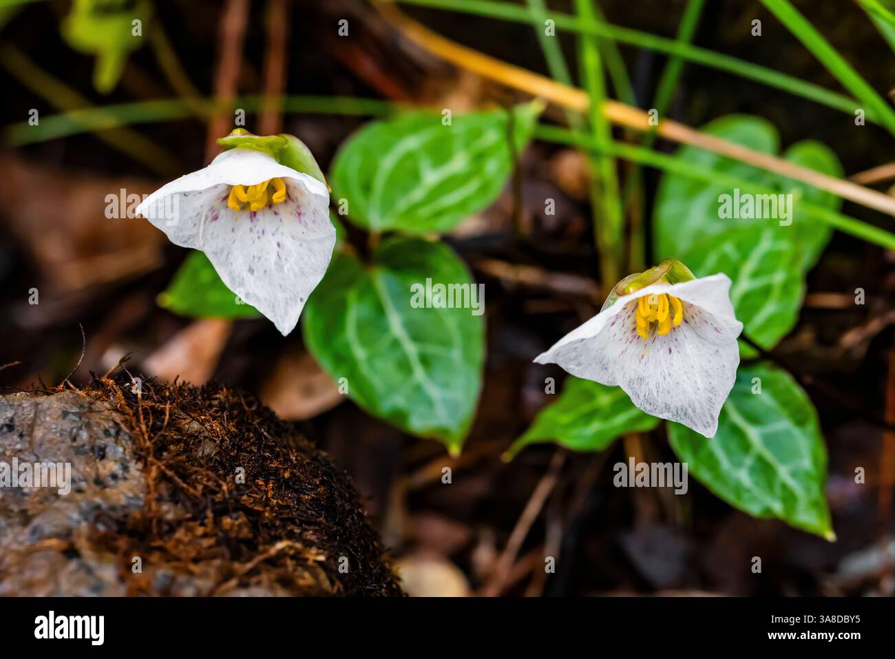 Brook Trillium, Pseudotrillium rivale, along Darlingtonia Trail in ...