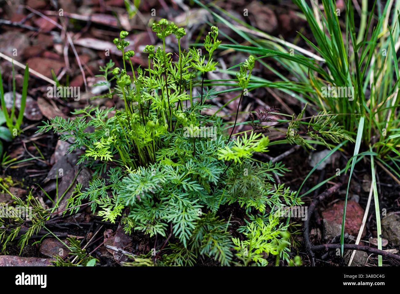 Dense lace fern hi-res stock photography and images - Alamy