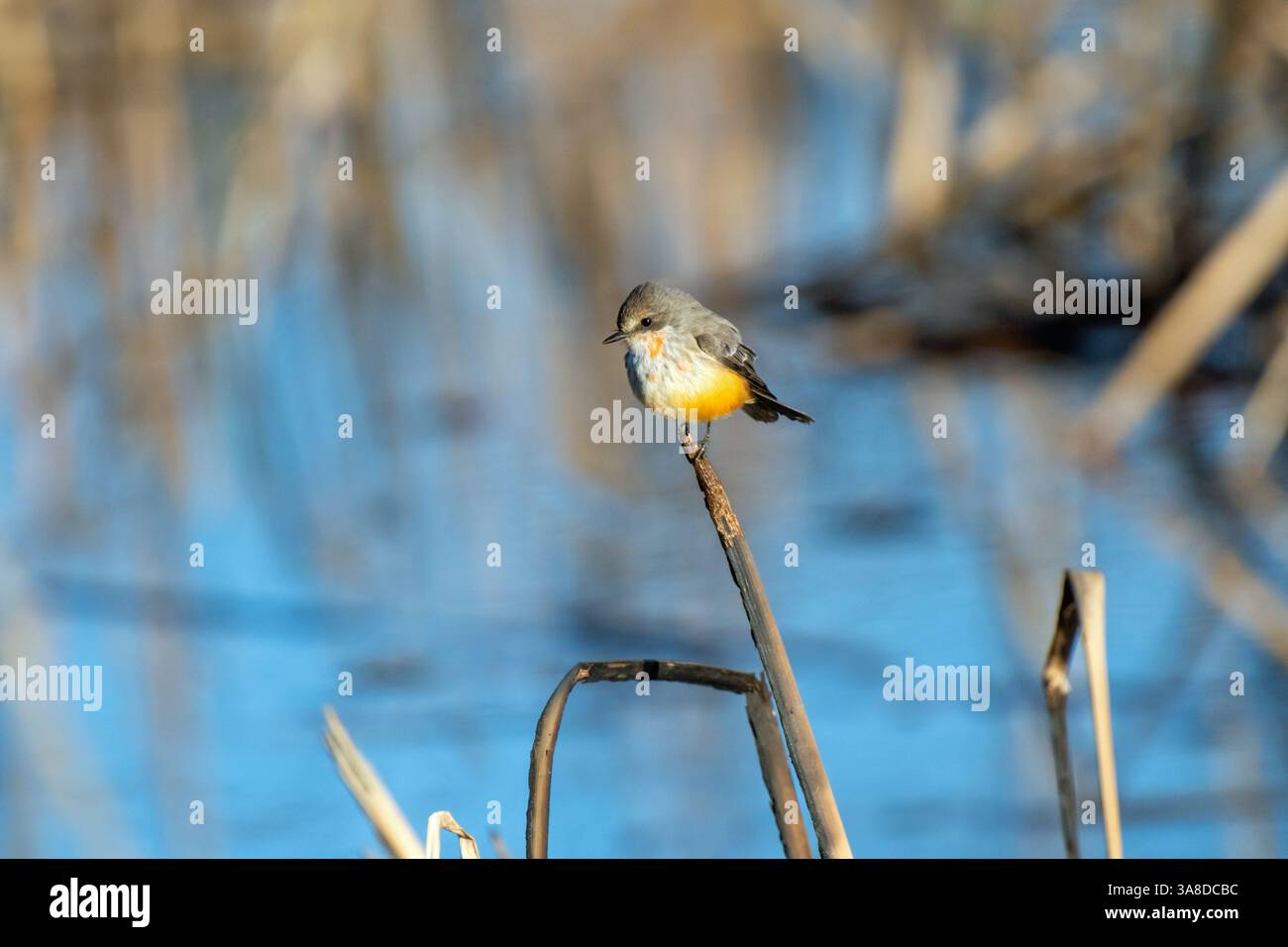Vermilion Flycatcher (Pyrocephalus obscurus Stock Photo - Alamy