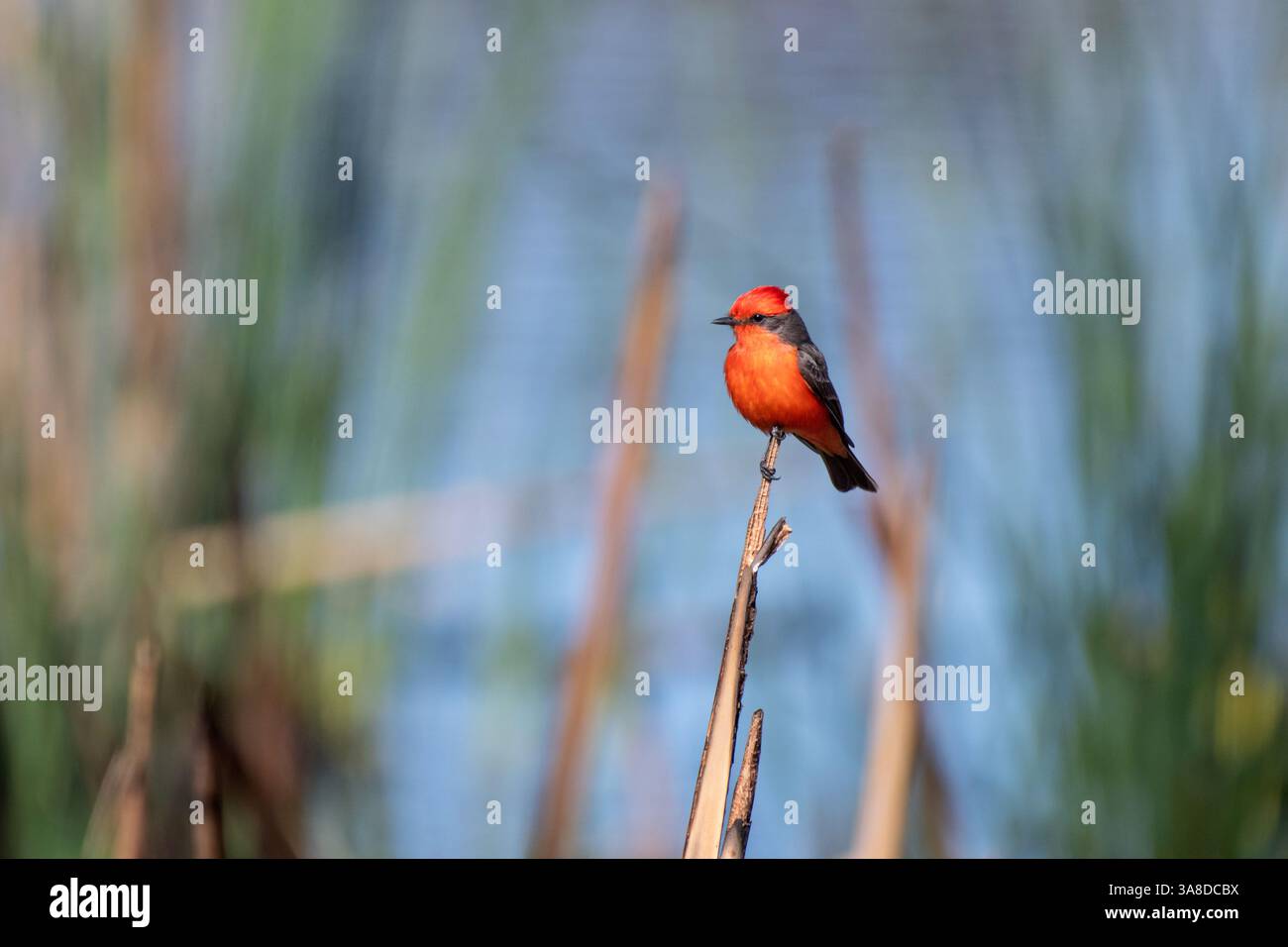 Vermilion Flycatcher (Pyrocephalus obscurus Stock Photo - Alamy