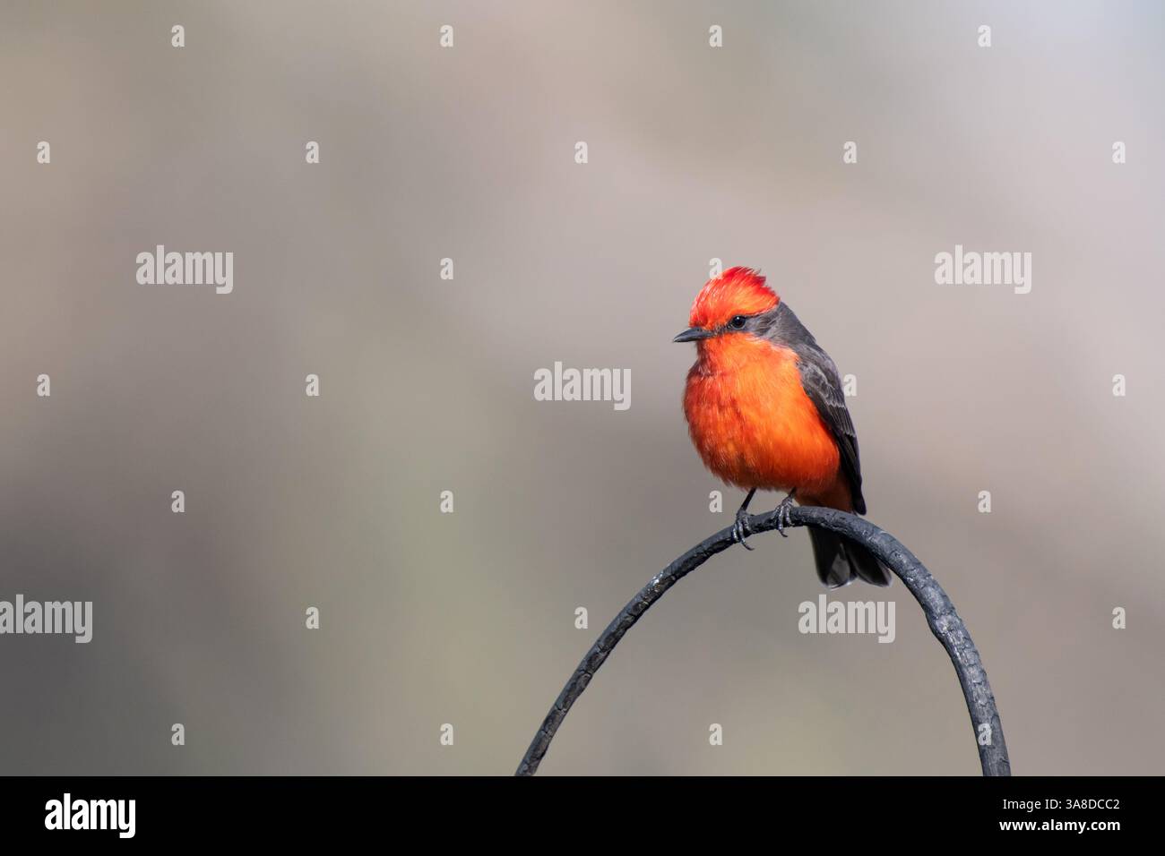 Vermilion Flycatcher (Pyrocephalus obscurus Stock Photo - Alamy