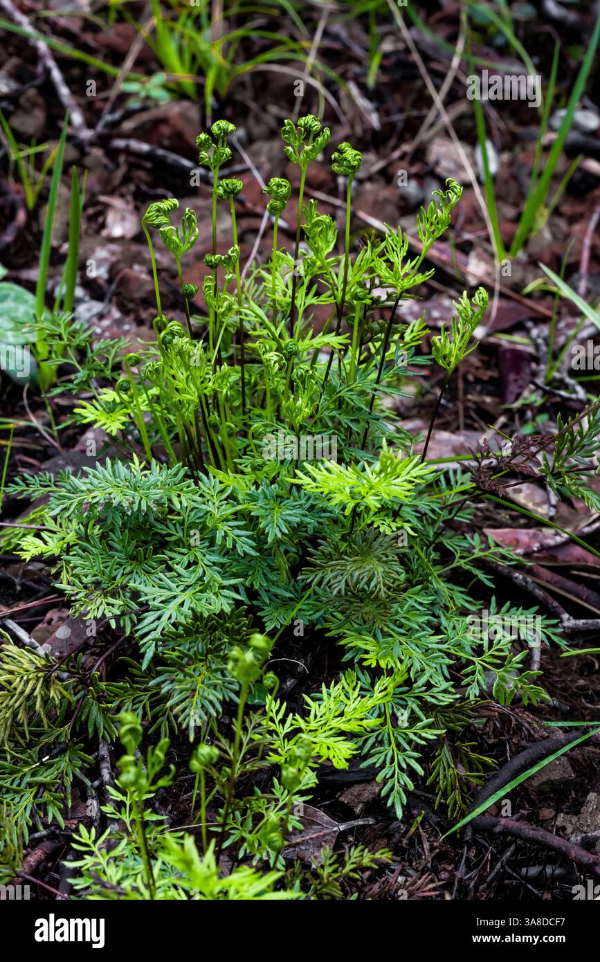 Lace Fern, Aspidotis densa, along Darlingtonia Trail, in Smith River ...