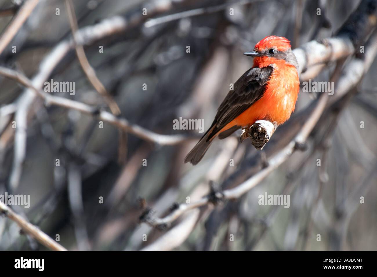 Vermilion Flycatcher (Pyrocephalus obscurus Stock Photo - Alamy