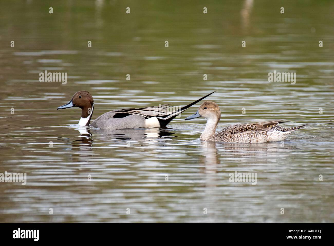 Northern Pintail pair (Anas acuta Stock Photo - Alamy