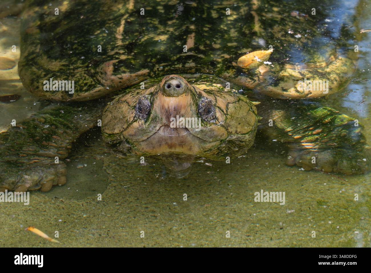 Alligator Snapping Turtle in Water Stock Photo - Alamy
