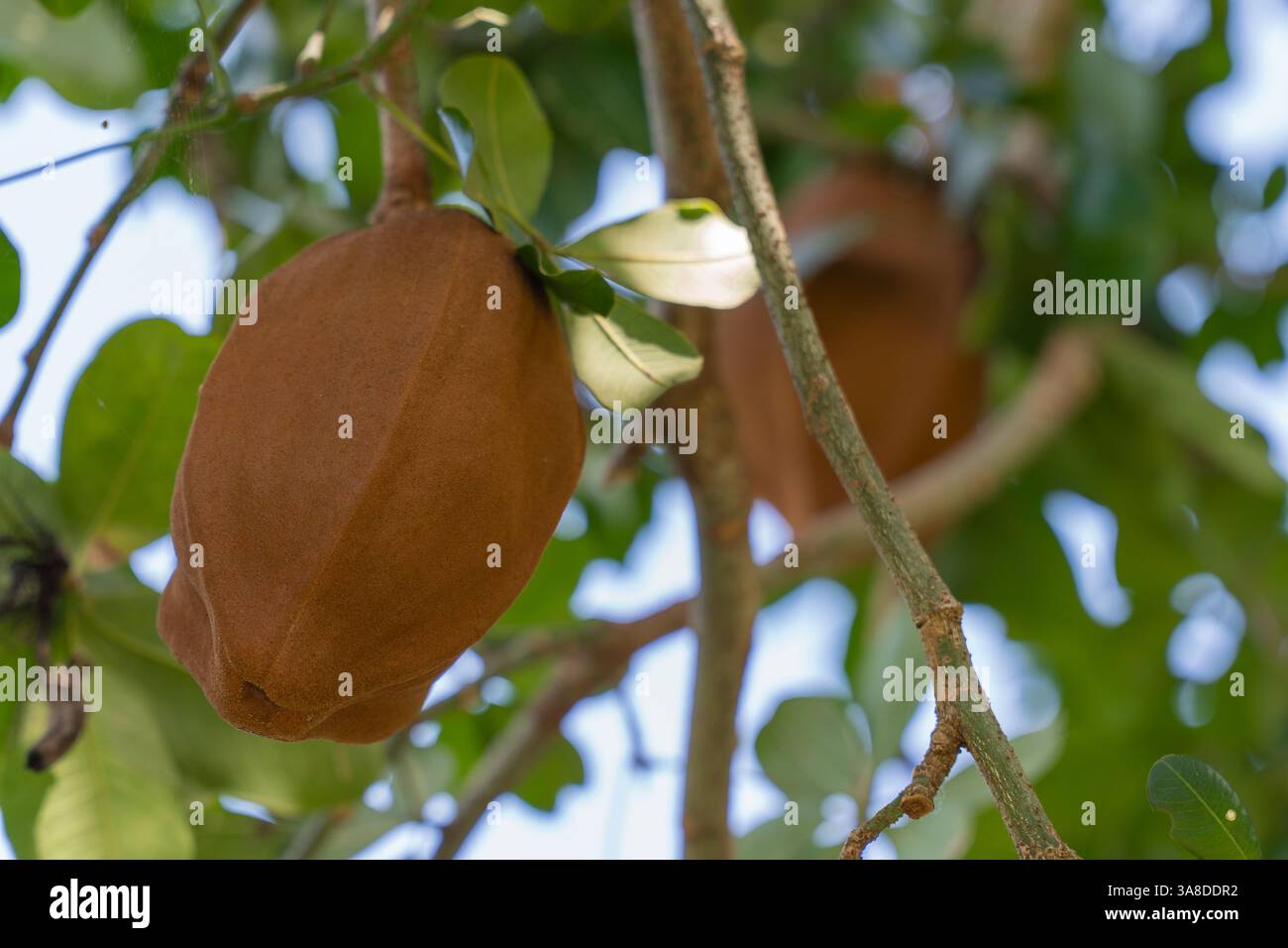 Mahogany Pod, Swietenia mahagoni growing in Florida Stock Photo - Alamy