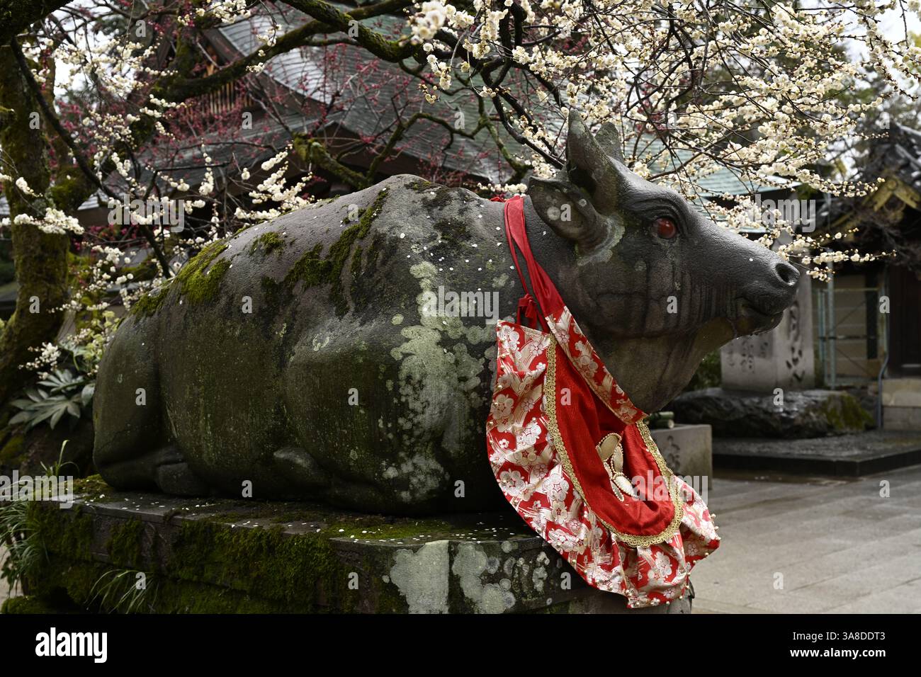 Kitano Tenmangu Shrine in Kyoto, Japan – plum blossoms, lanterns, and ...