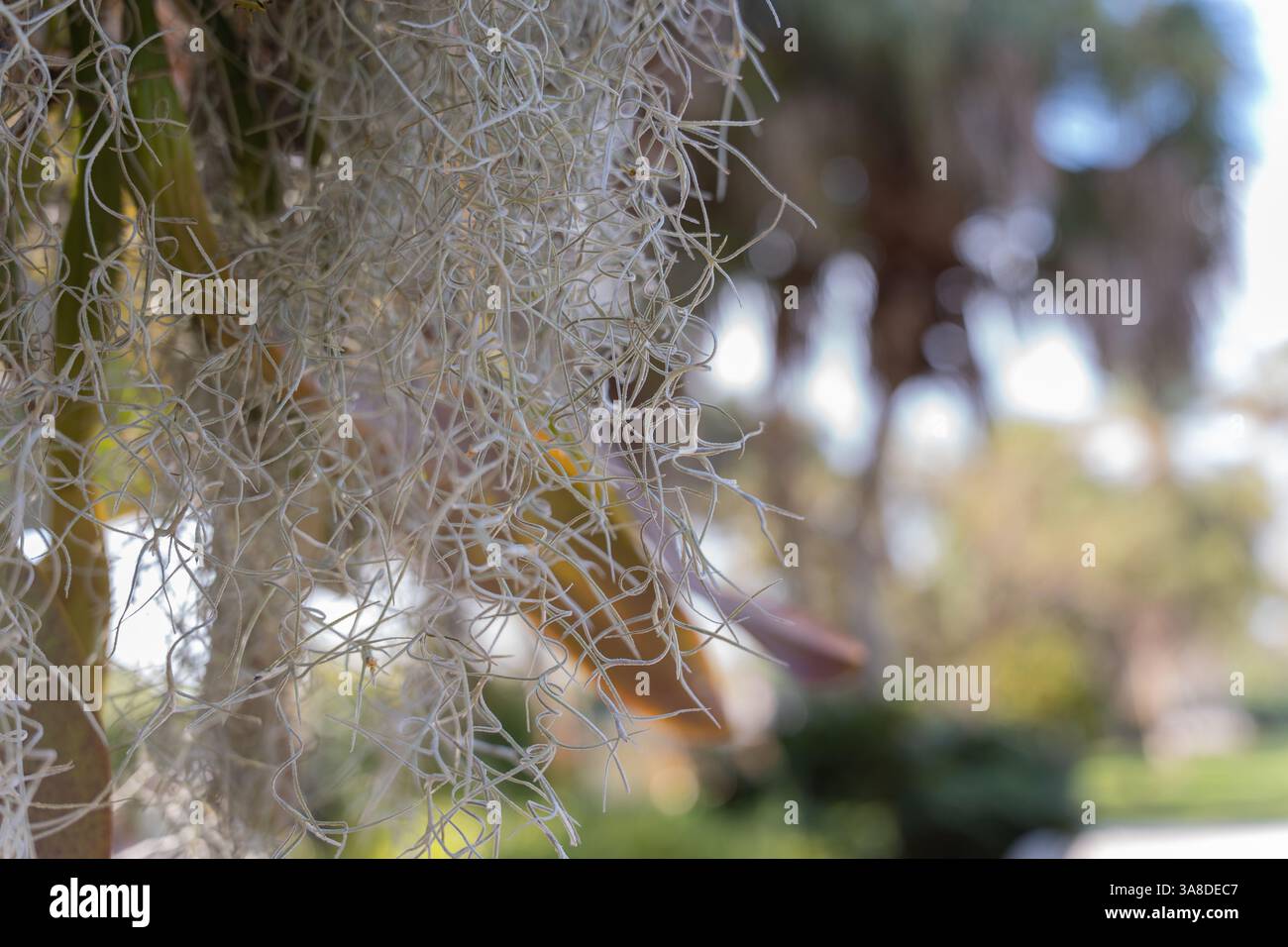 Spanish moss hanging from a tree in soft sunlight Stock Photo - Alamy