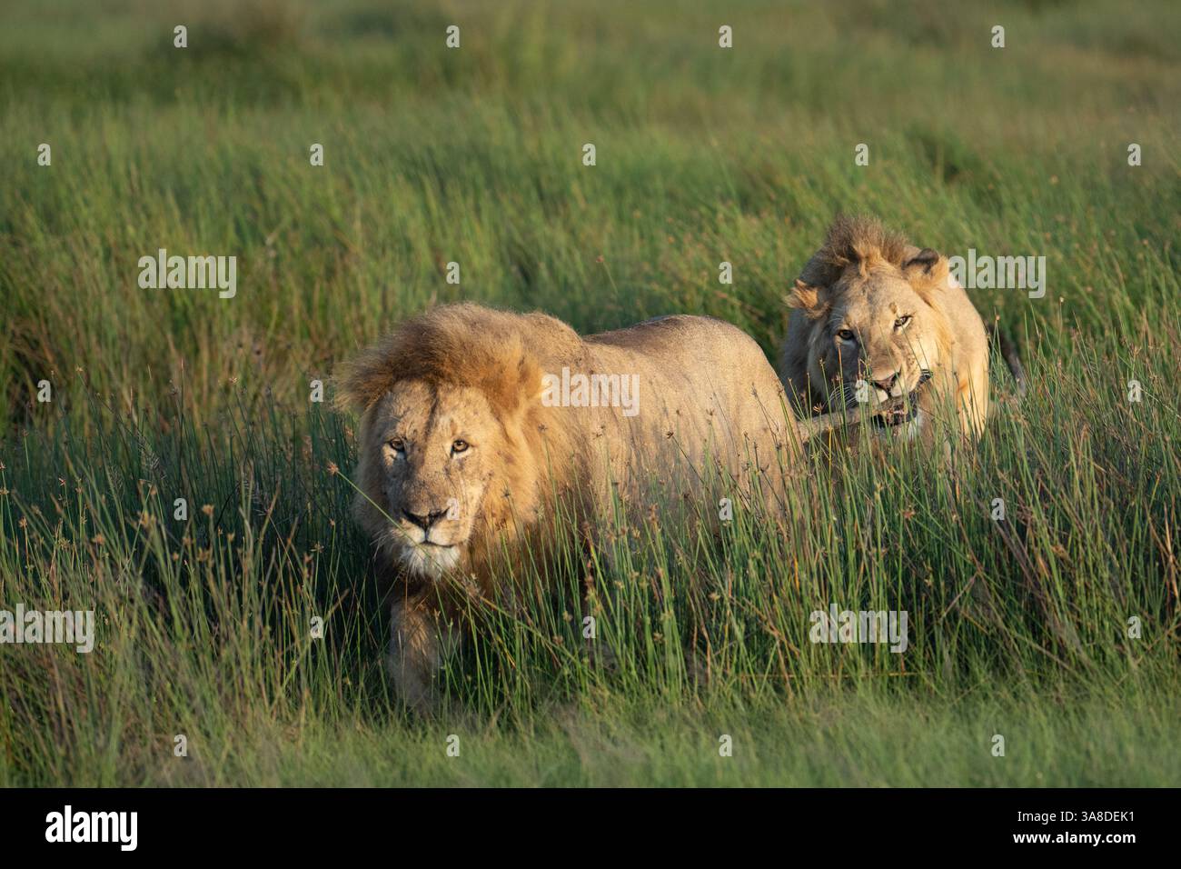 Two lions walking through tall grass with the young one grabbing the ...