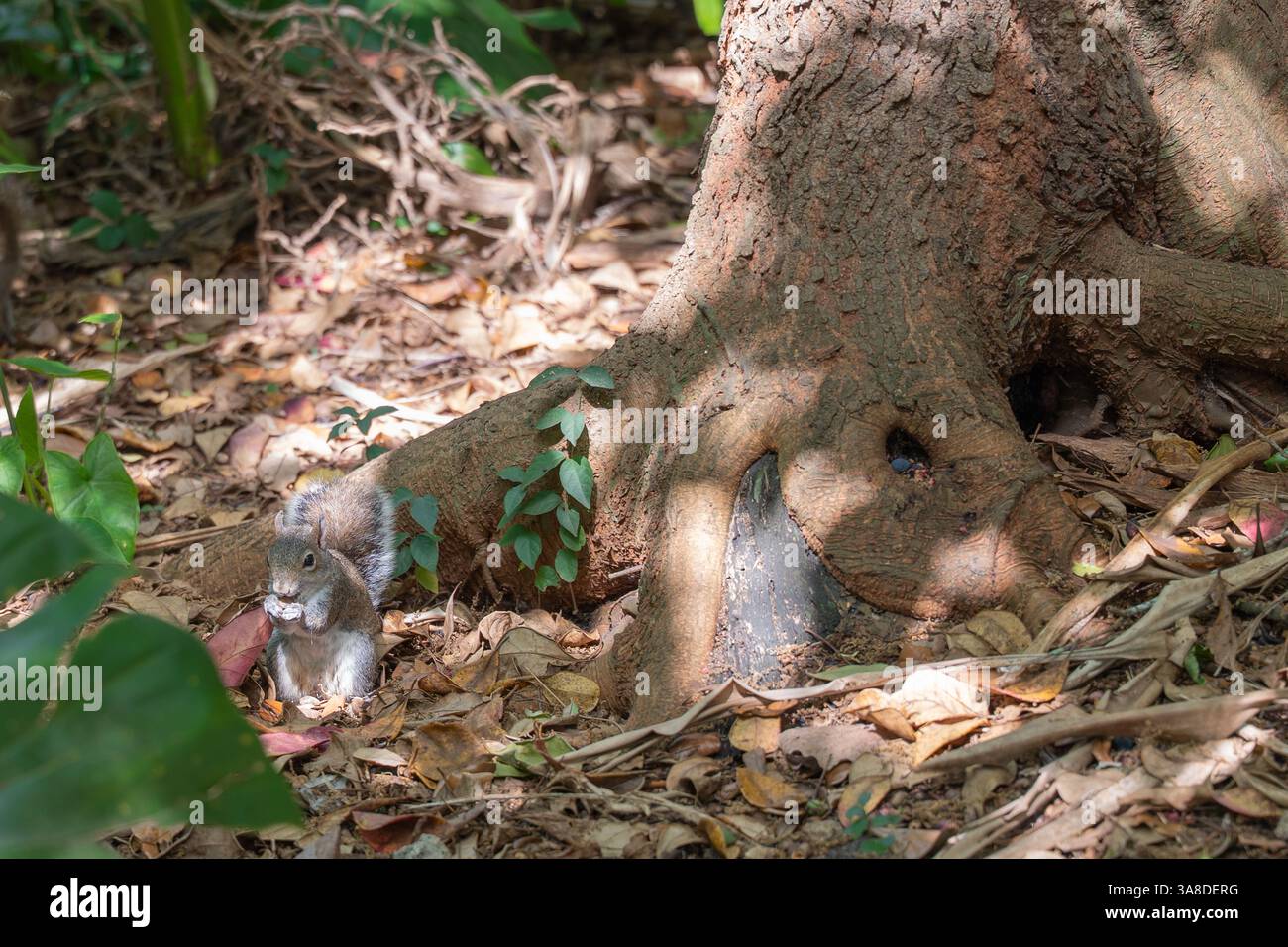Squirrel Eating a Nut Under a Large Tree in Florida Stock Photo - Alamy