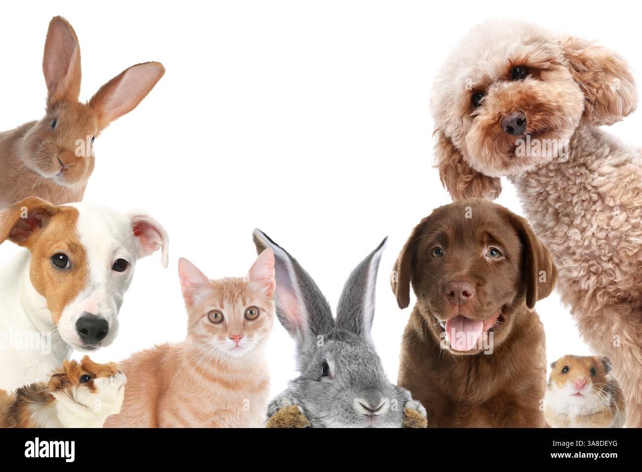 Rabbits and other animals looking at camera on white background Stock ...