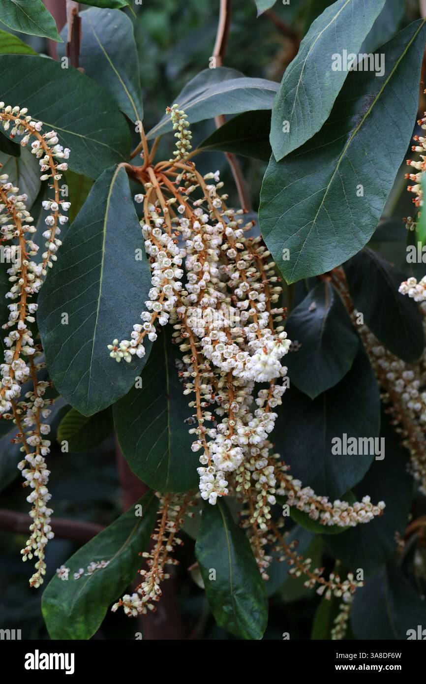 Lily-of-the-valley-tree, Clethra arborea, Clethraceae. Madeira ...