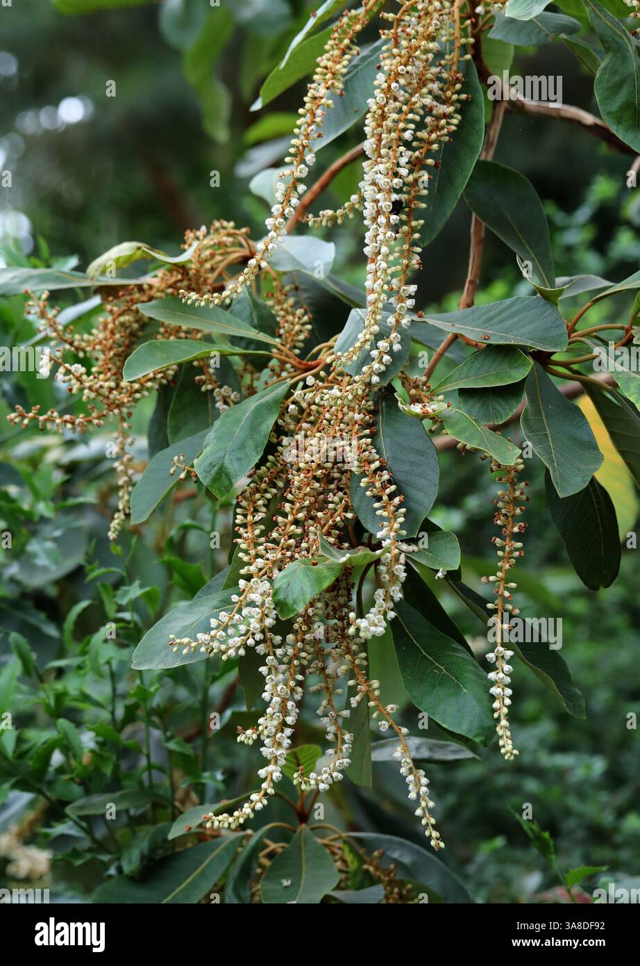 Lily-of-the-valley-tree, Clethra arborea, Clethraceae. Madeira ...