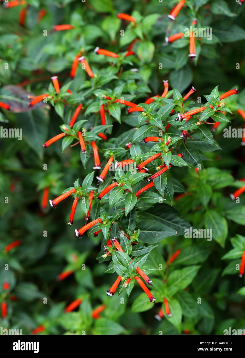 Firecracker Plant or Cigar Plant, Cuphea ignea, Lythraceae. Mexico ...