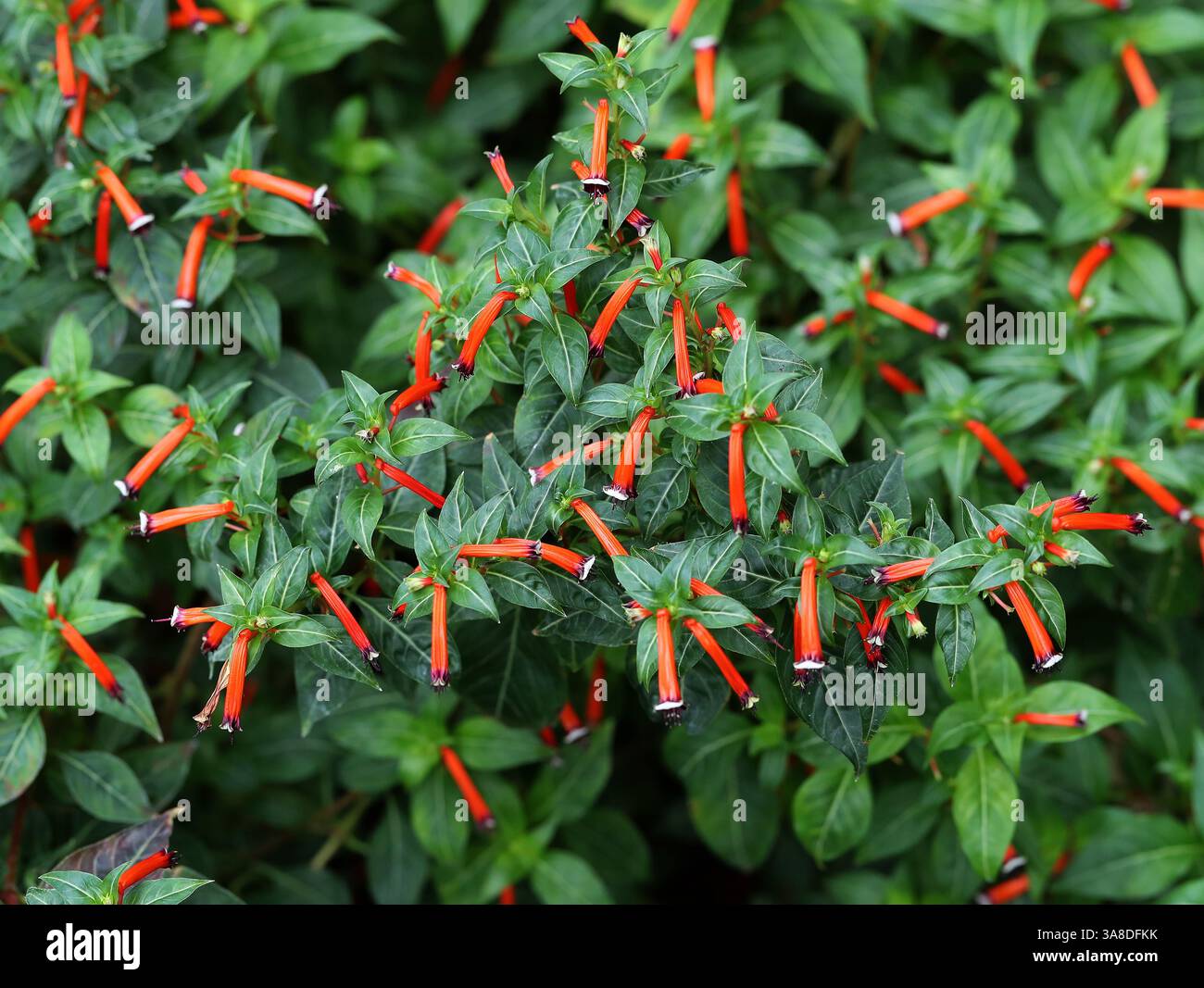 Firecracker Plant or Cigar Plant, Cuphea ignea, Lythraceae. Mexico ...