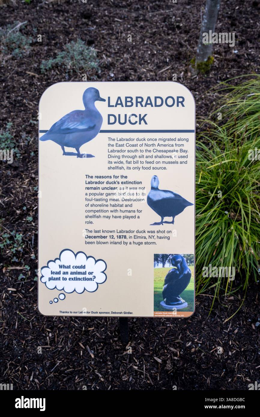 BELLEVUE, WA – MAR 11, 2025: Informational sign on the extinct Labrador ...