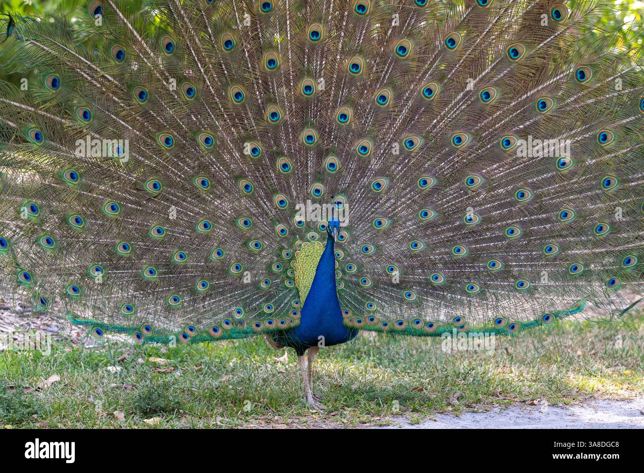 Vibrant peacock displaying its iridescent feathers Stock Photo - Alamy