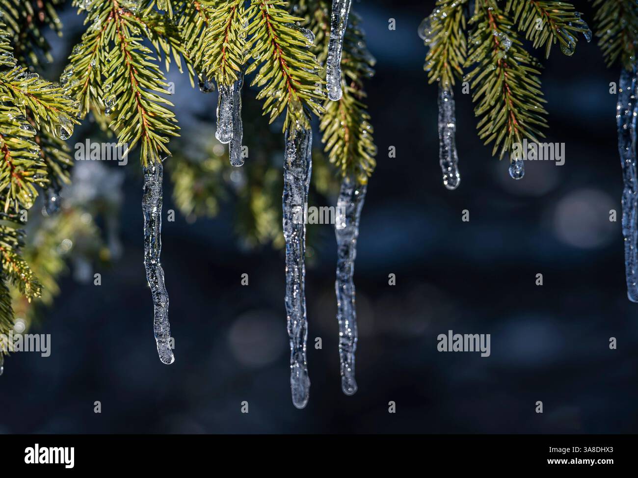 Icicles on pine branches hi-res stock photography and images - Alamy