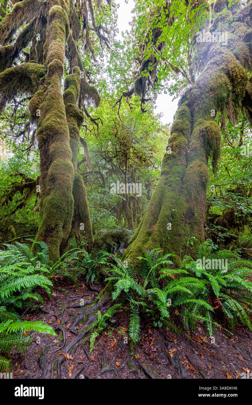 Hoh Rain Forest in the Olympic National Park, WA Stock Photo - Alamy