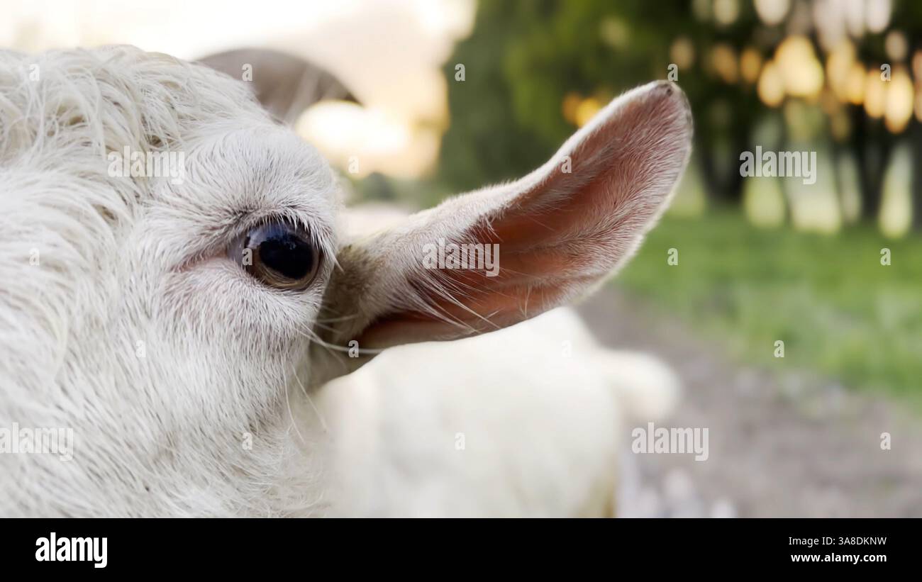Curious goat sniffing camera funny hi-res stock photography and images ...