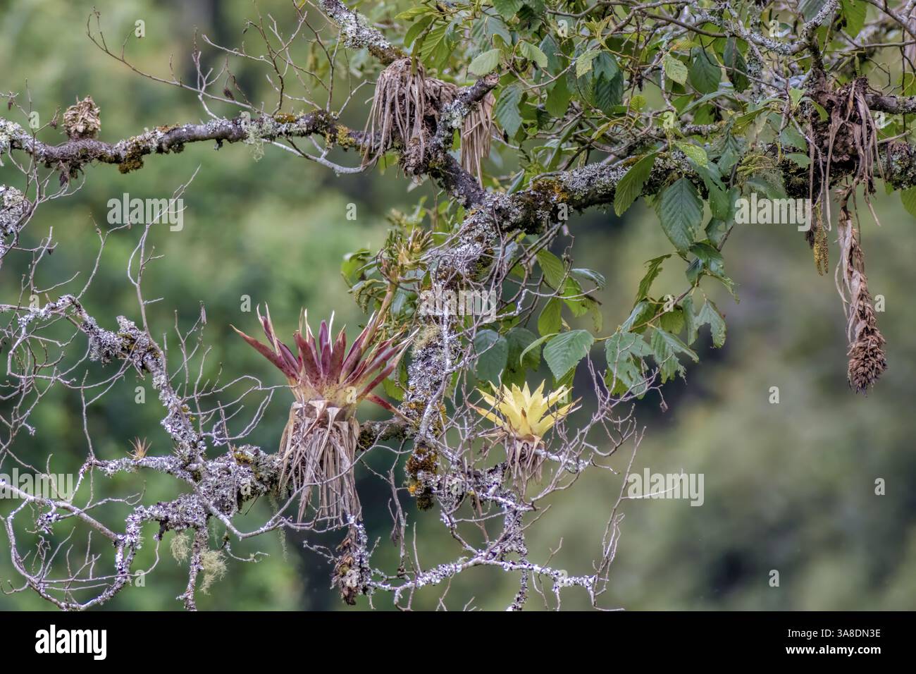 Some live and dead tillandsia plants hanging from an old alder tree, in ...