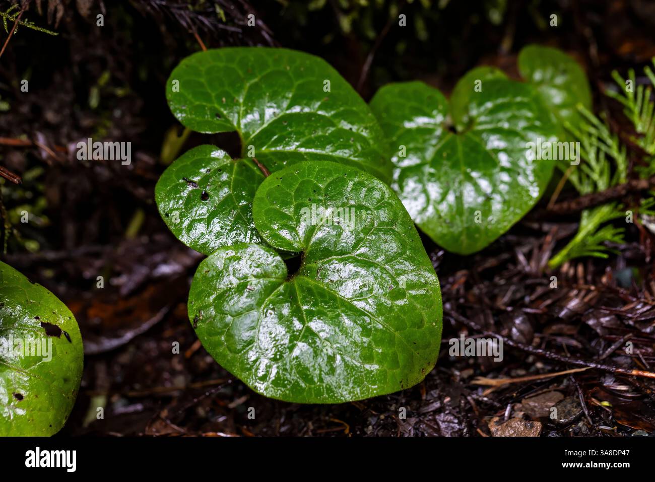Western Wild Ginger, Asarum caudatum, in Jedediah Smith Redwoods State ...