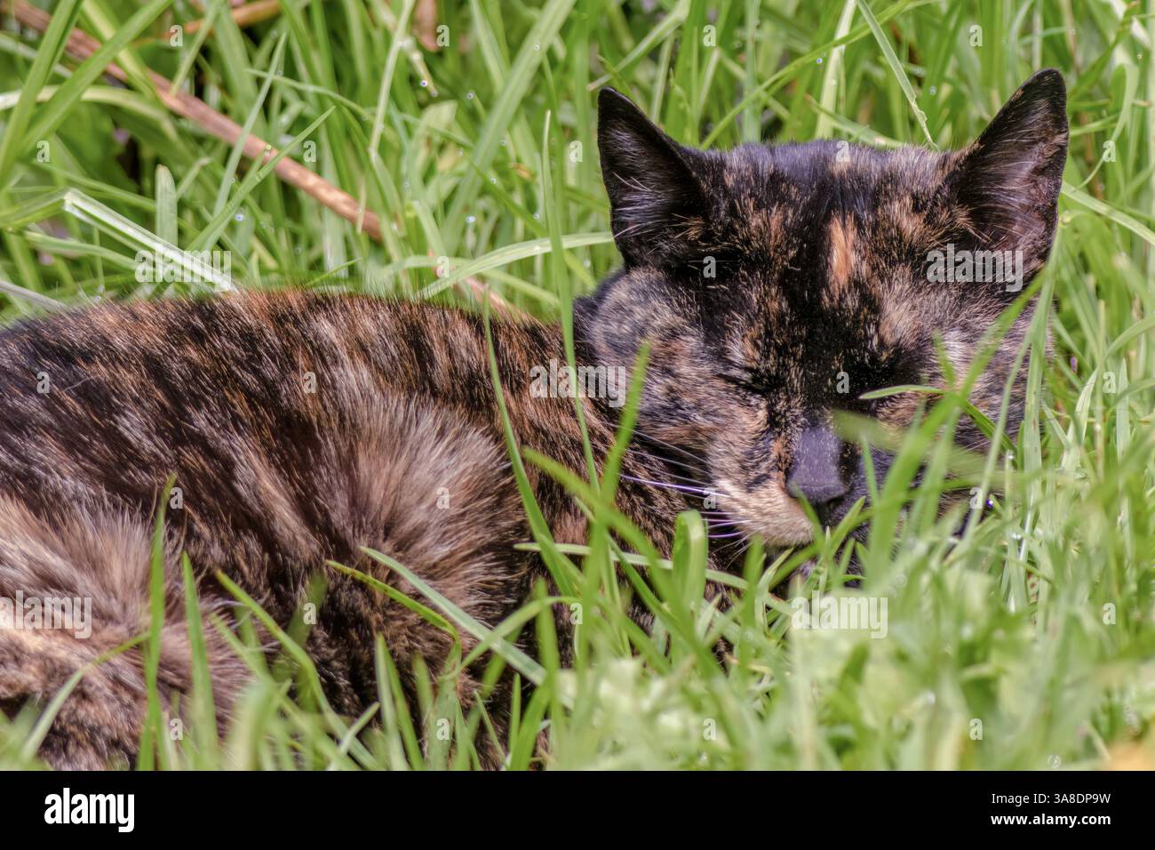 A calico cat sleeping on the grass in the morning , in the garden of a ...